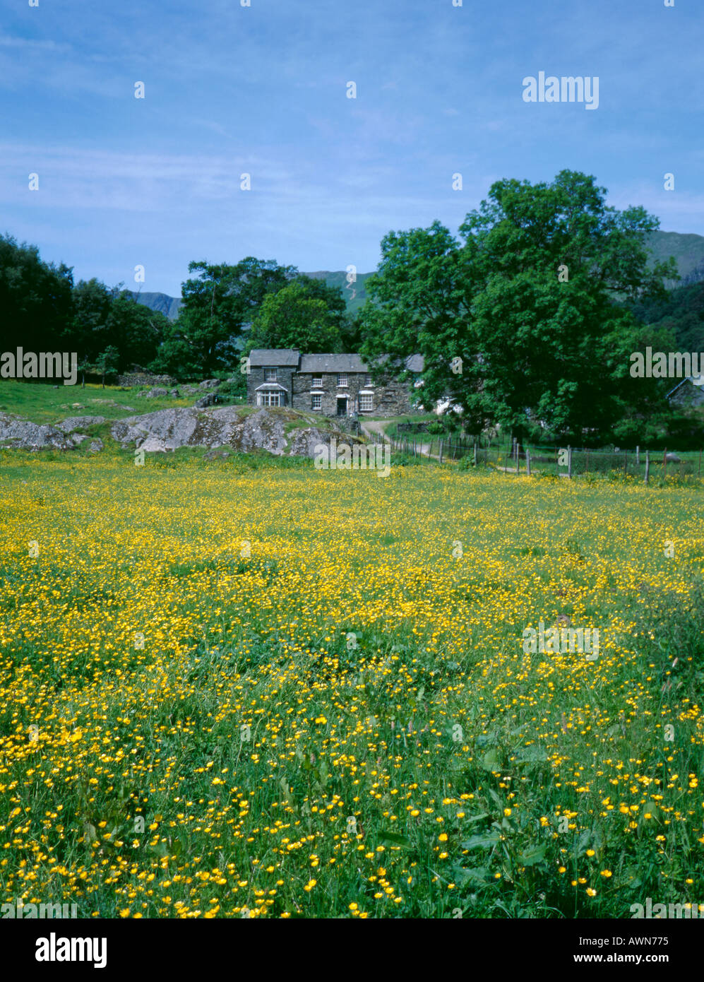 Lakeland stone built farmhouse seen over a buttercup meadow, Patterdale ...