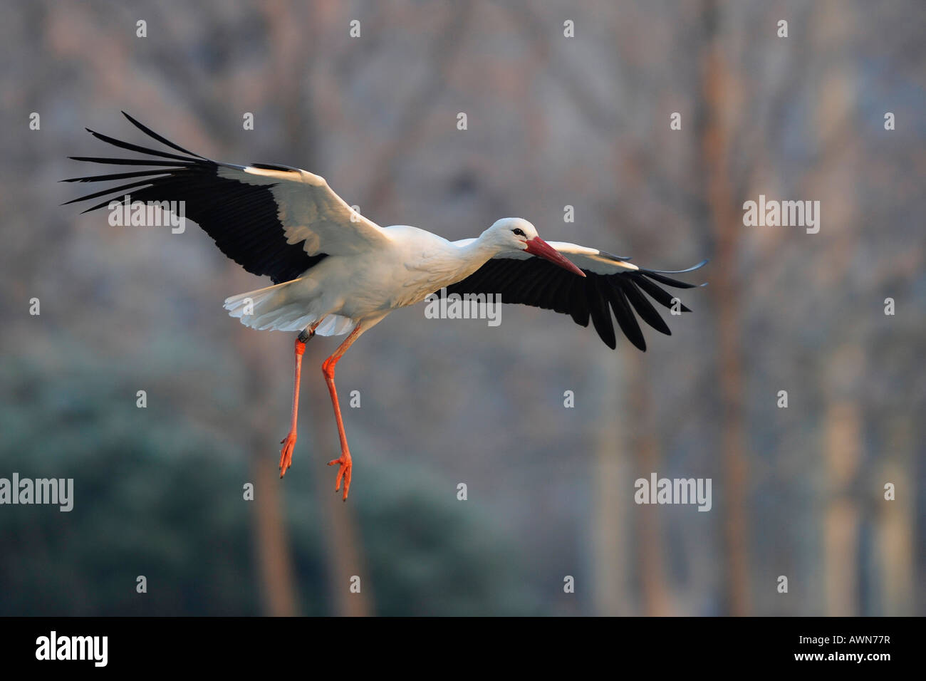 Storch landen hi-res stock photography and images - Alamy