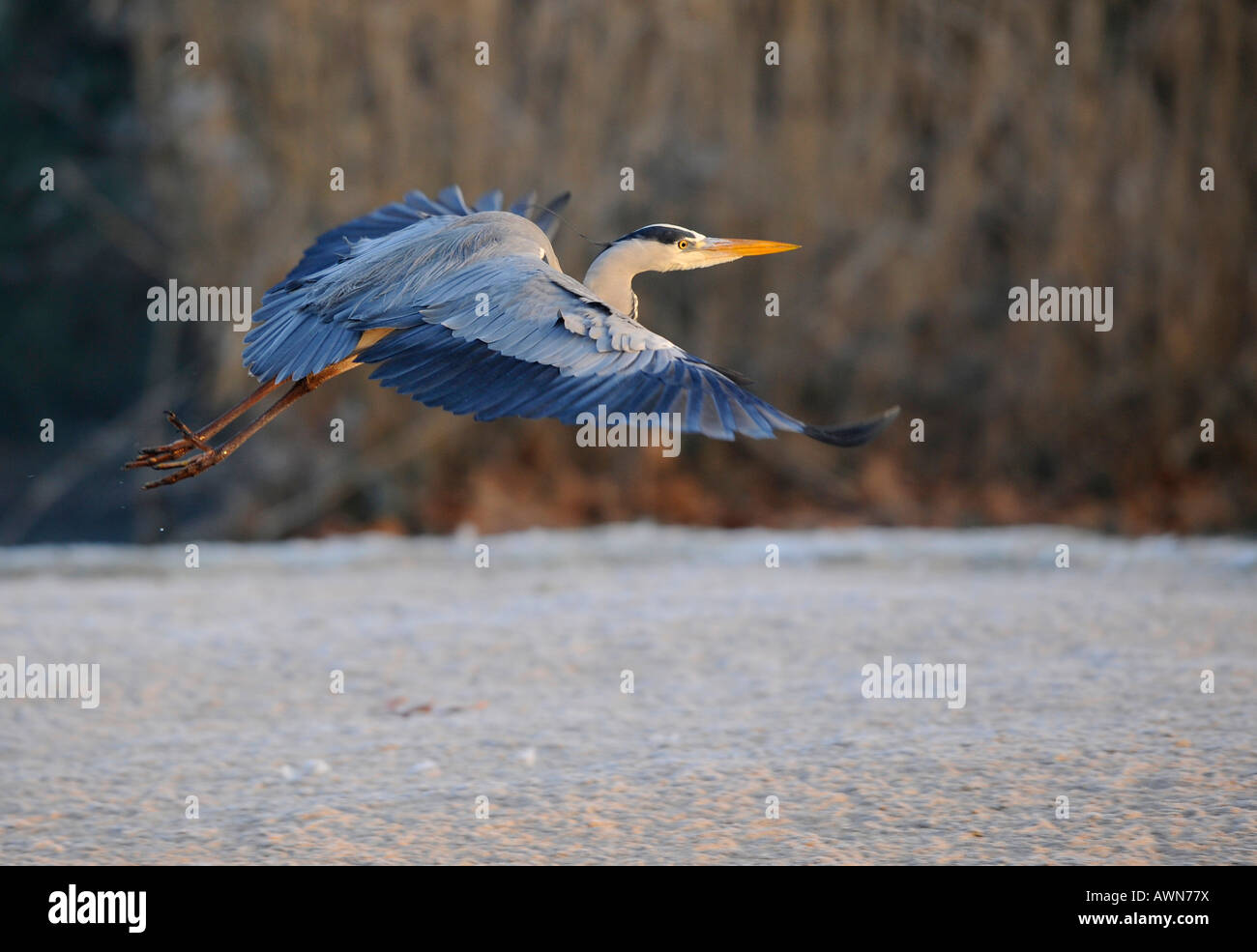 Flying adult grey heron hi-res stock photography and images - Alamy