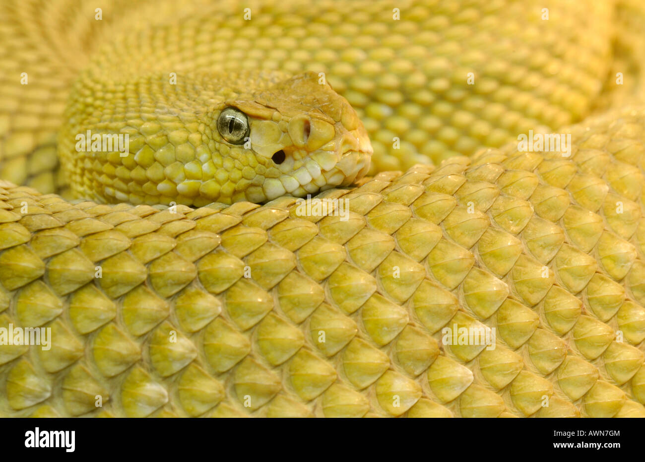 Mexican west coast rattlesnake (Crotalus basiliscus Stock Photo - Alamy