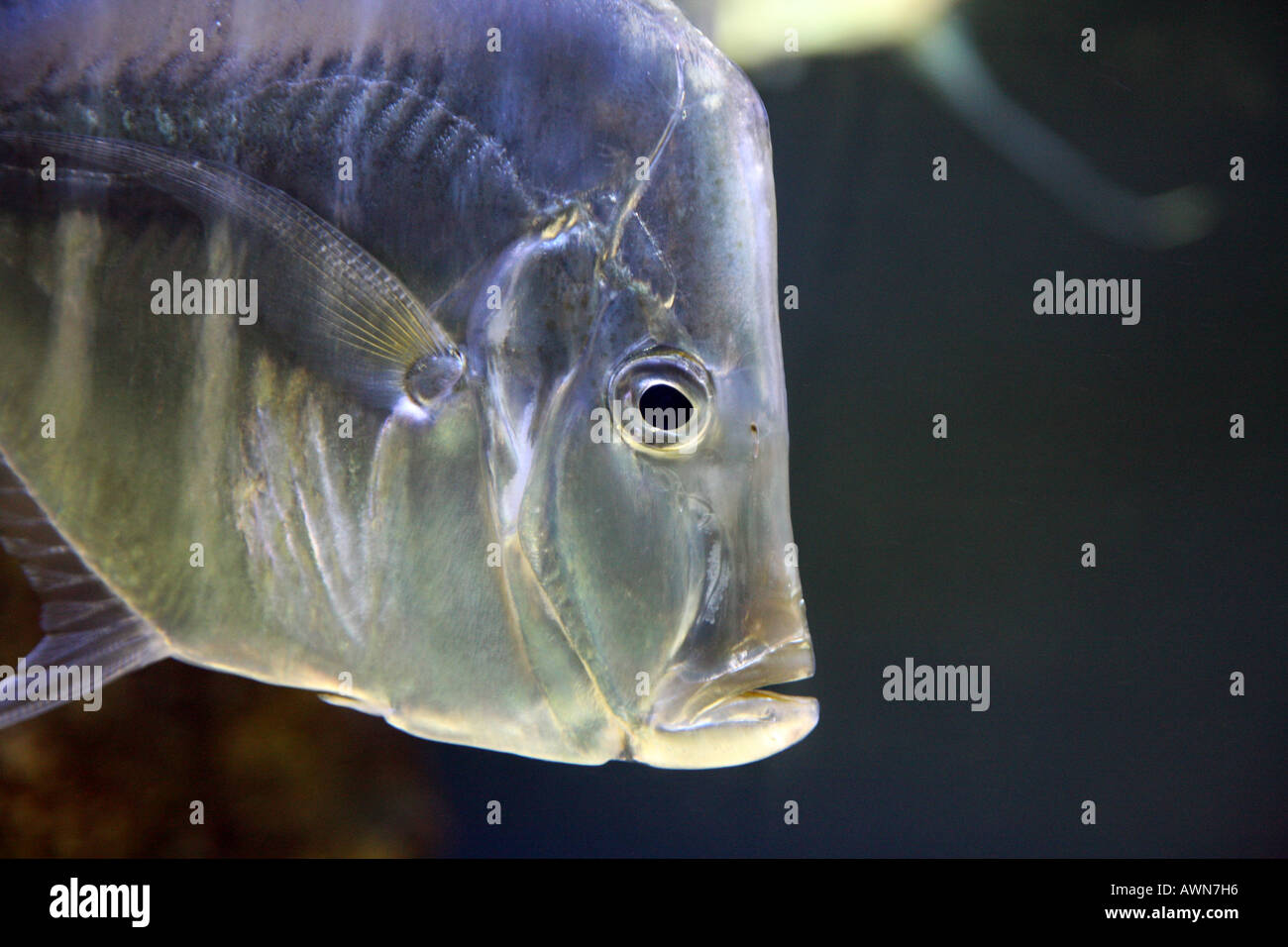 Gamefish aquarium head silver fish hi-res stock photography and images ...