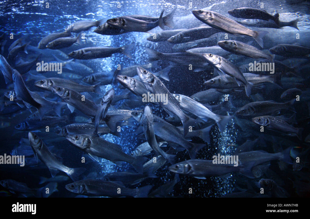 School fish tank hi-res stock photography and images - Alamy