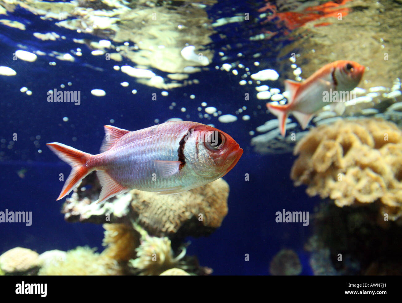 Soldierfish hi-res stock photography and images - Alamy