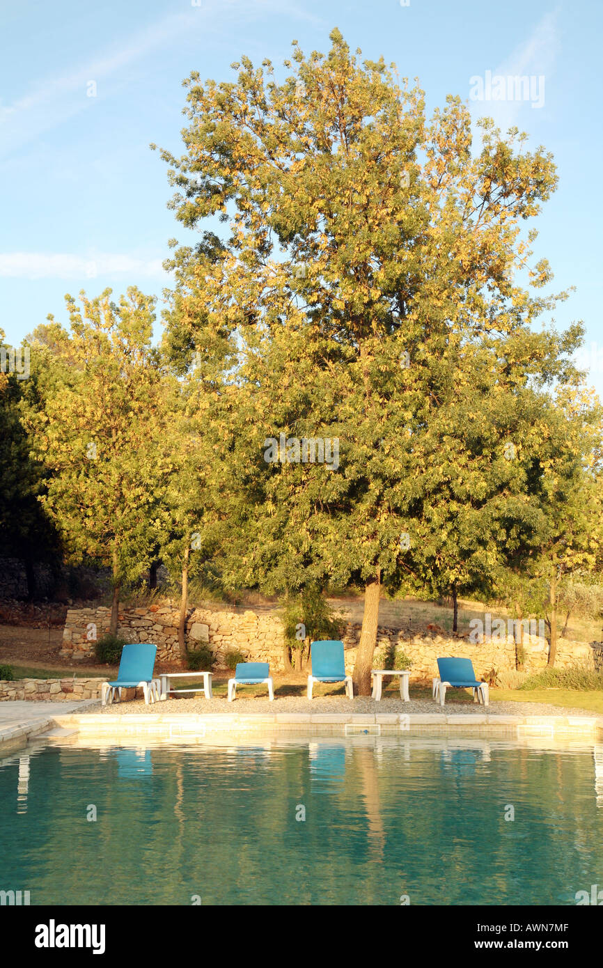 Swimming pool with tree and sunbeds Stock Photo - Alamy