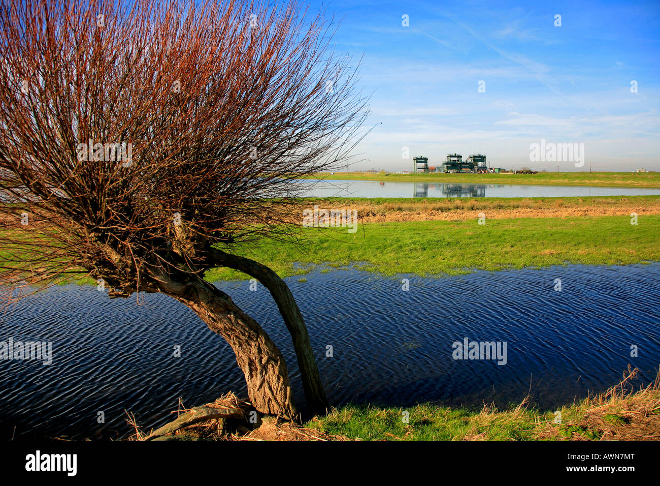 Ossier Willow Tree Whittlesey Washes National Nature and Bird Reserve ...
