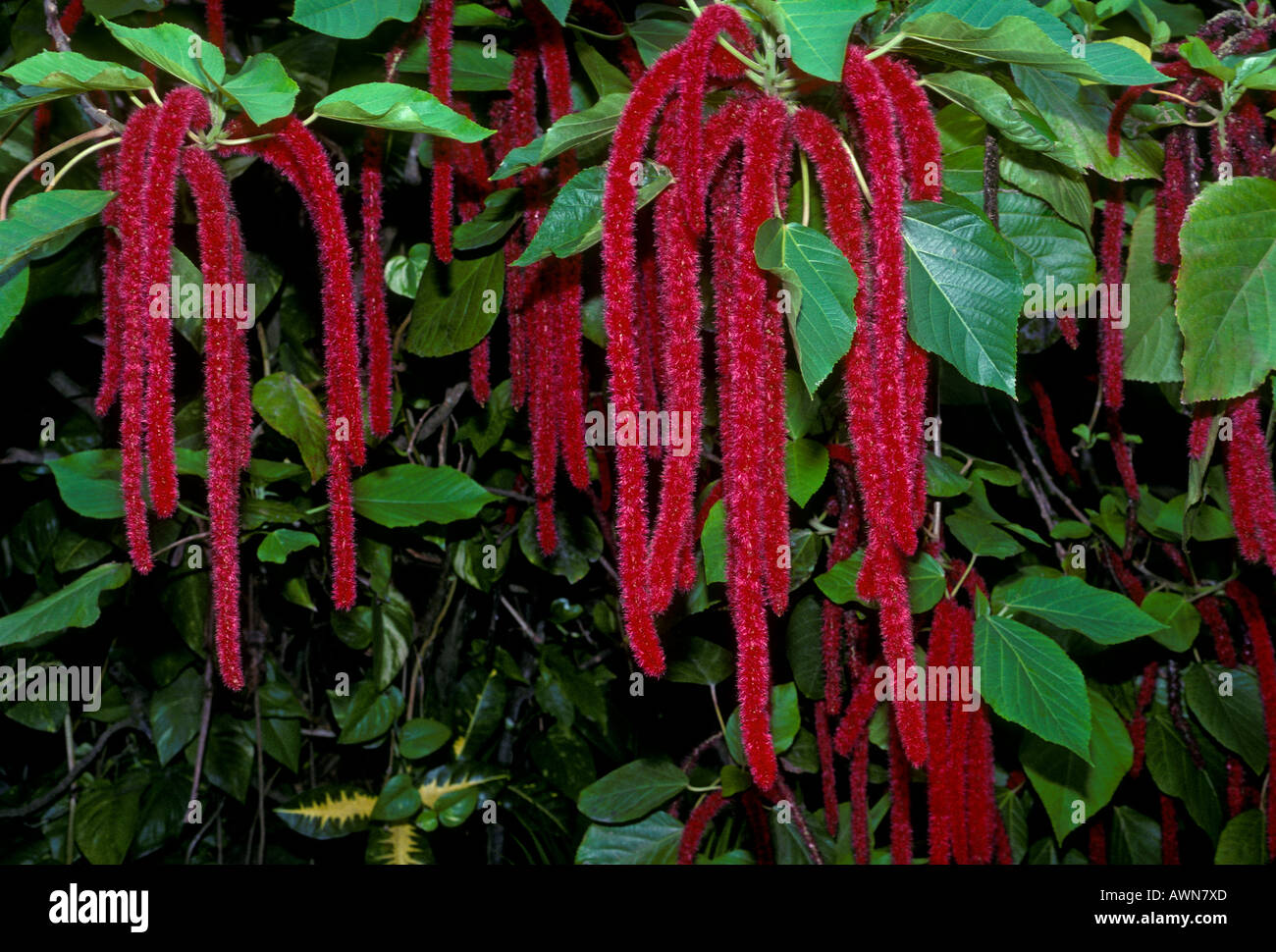 Bahamian Plants High Resolution Stock Photography and Images - Alamy