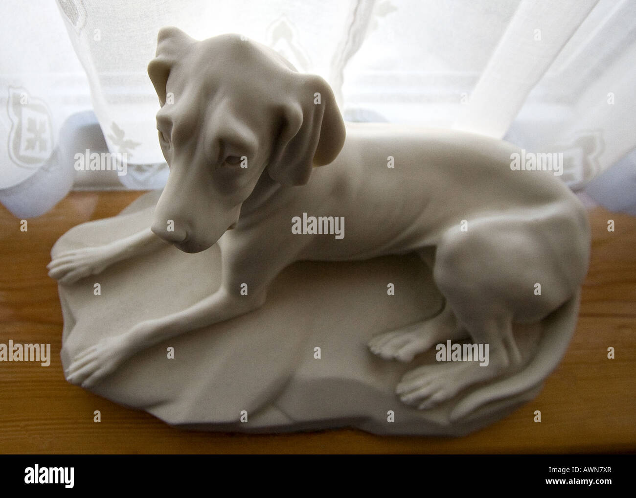 Wide angle photo of dog hi-res stock photography and images - Alamy