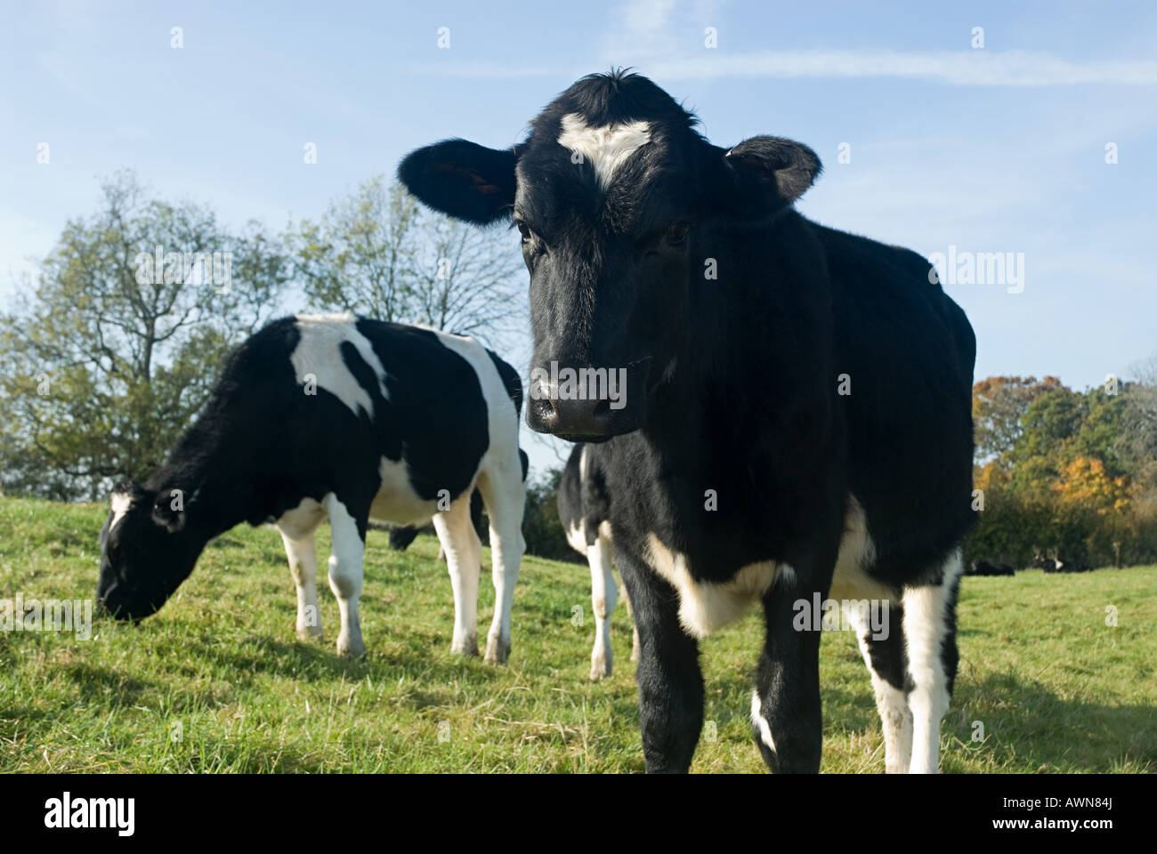 Two cows stand hi-res stock photography and images - Alamy