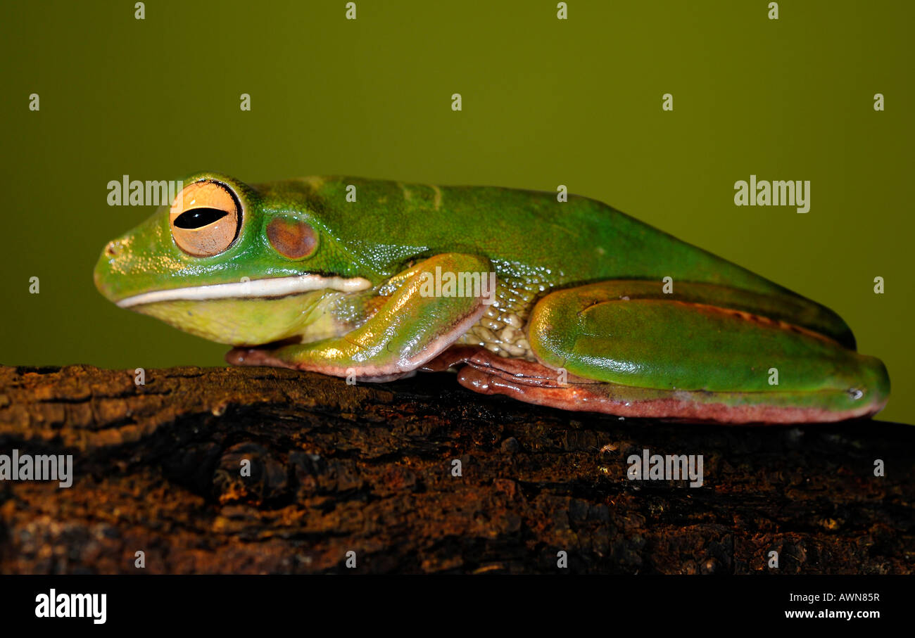 Giant tree frog hi-res stock photography and images - Alamy