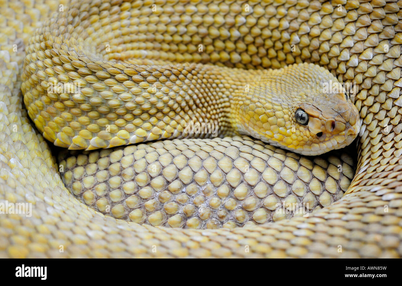 Mexican west coast rattlesnake (Crotalus basiliscus Stock Photo - Alamy