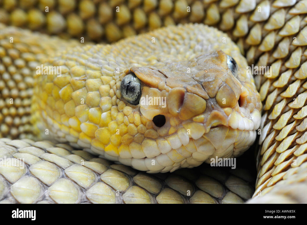 Mexican west coast rattlesnake (Crotalus basiliscus Stock Photo - Alamy