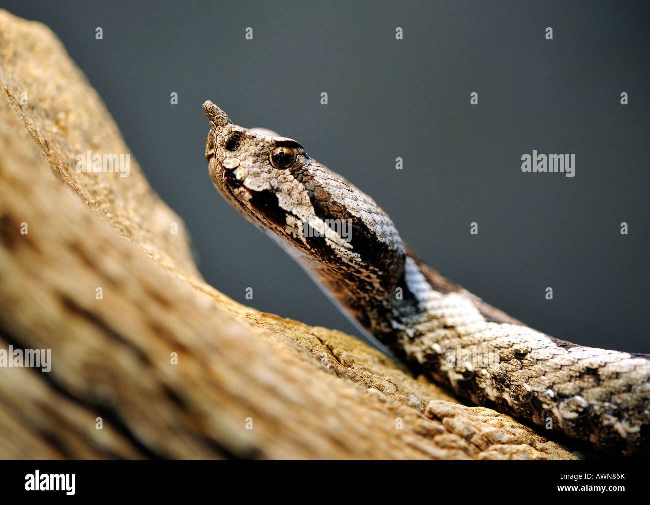 Nose horned viper vipera ammodytes hi-res stock photography and images ...