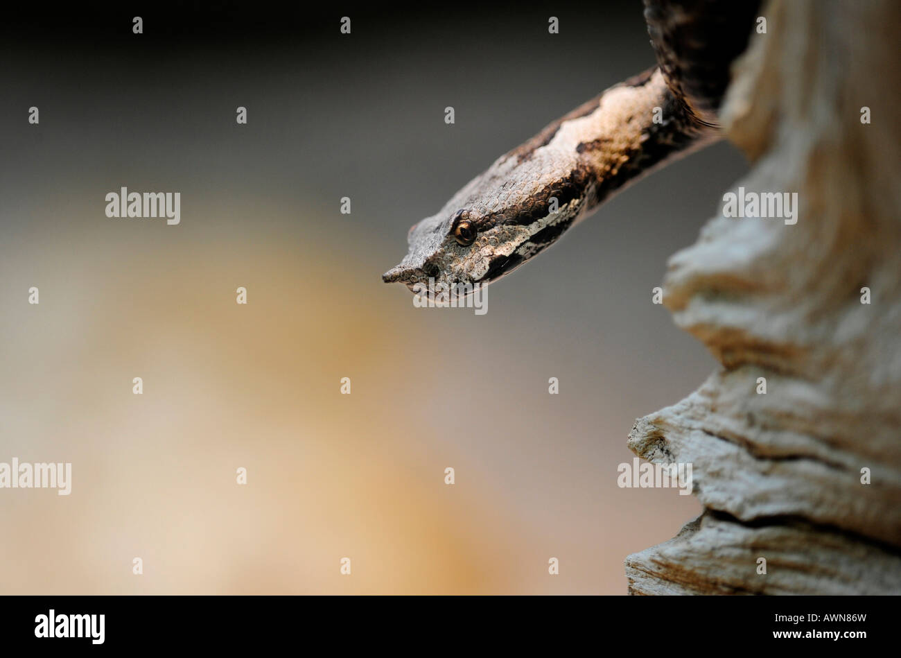 Sandviper long nosed viper vipera hi-res stock photography and images ...