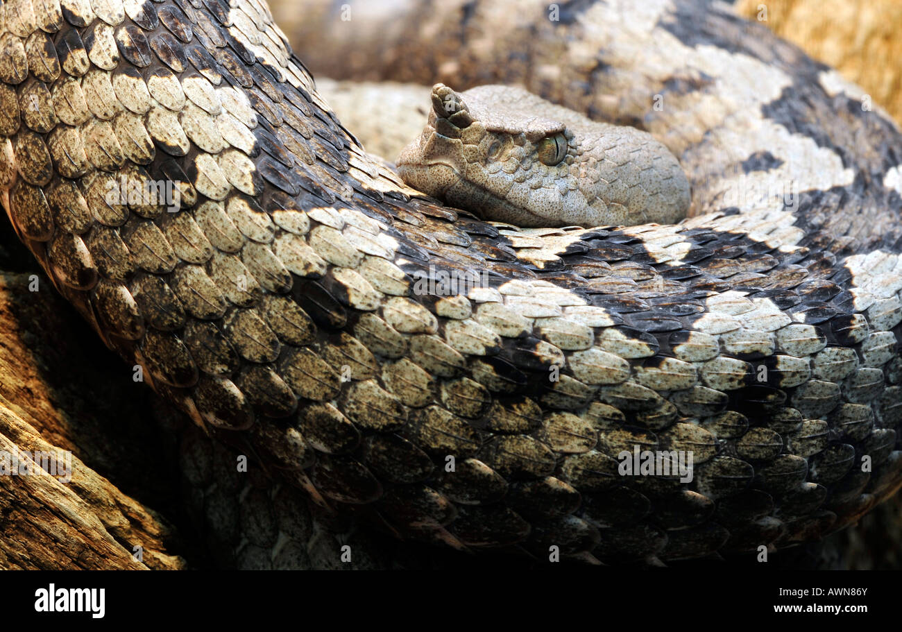 Male nose-horned viper (vipera ammodytes ruffoi) Northern Italy (Alto ...