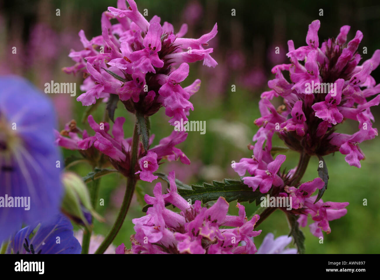 UK Britain Wild Flower Lucerne Clover and Pea Family Leguminosae or ...