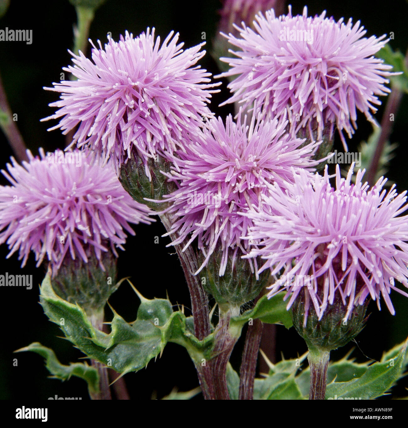 UK Britain Wild Flower Creeping Thistle Daisy and Dandelion family ...