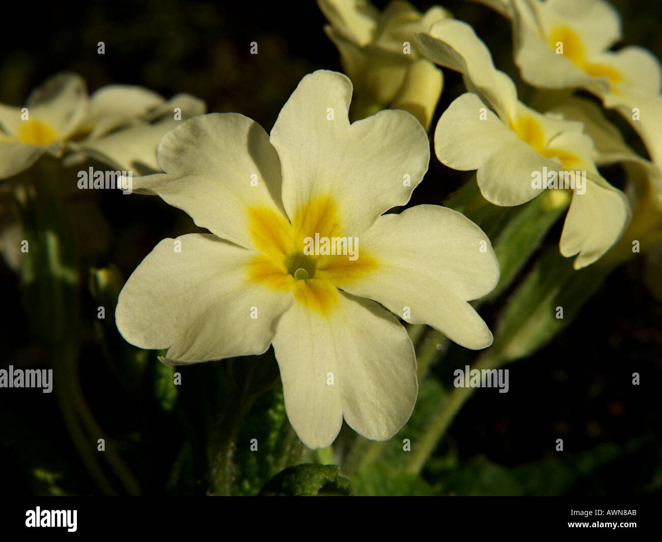 Primrose family hi-res stock photography and images - Alamy