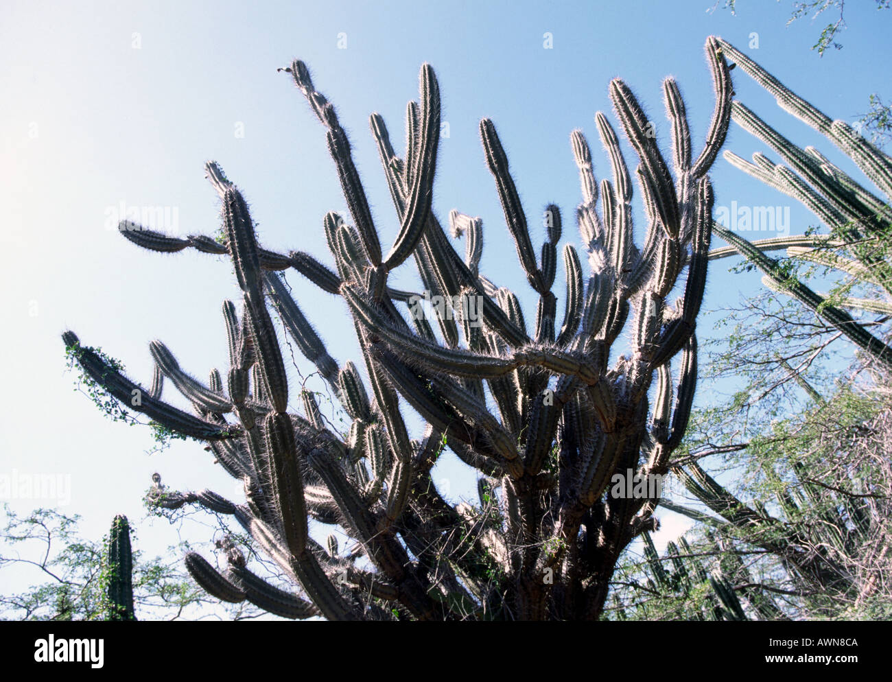 cacti aruba caribbean Stock Photo - Alamy