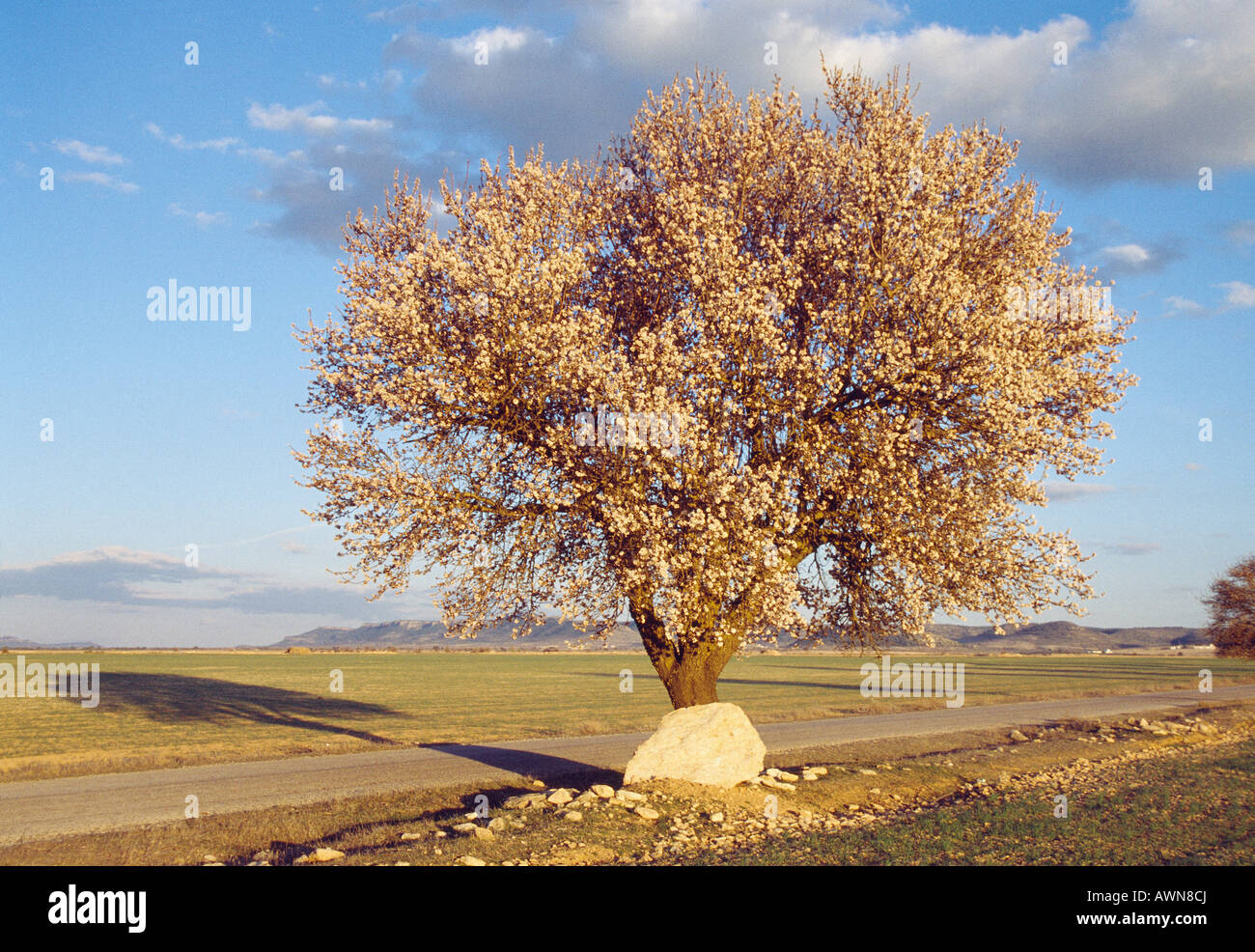 árbol solo hi-res stock photography and images - Alamy