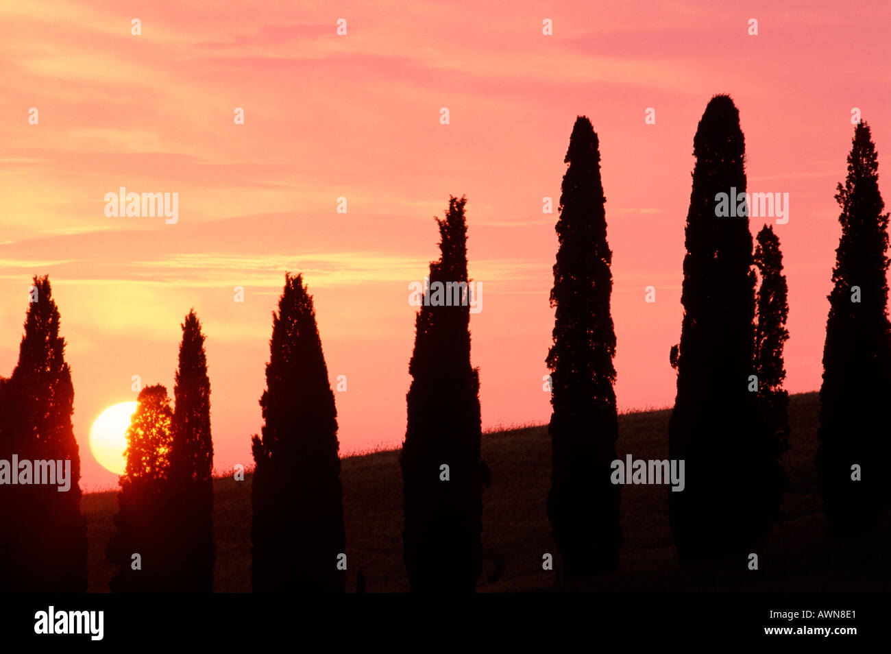 Sunset silhouette trees in hi-res stock photography and images - Alamy