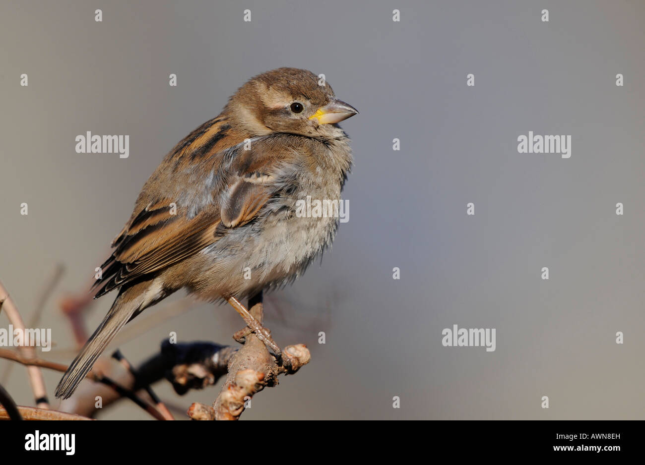 Sparrow (passer domesticus Stock Photo - Alamy