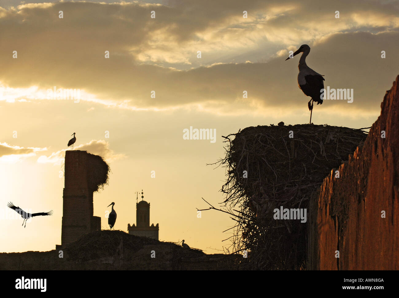 Storks at Sunset, Marrakech, Morocco Stock Photo - Alamy