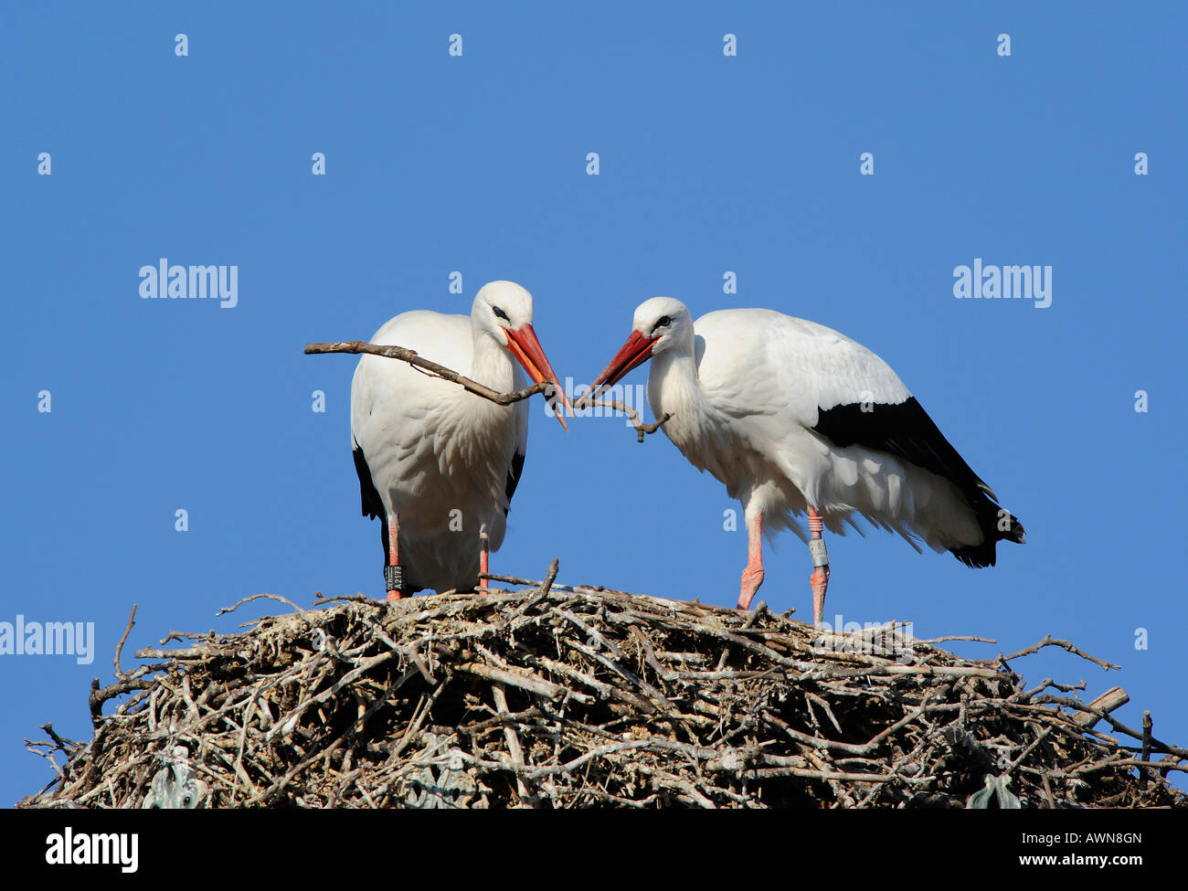 Storks build nest hi-res stock photography and images - Alamy