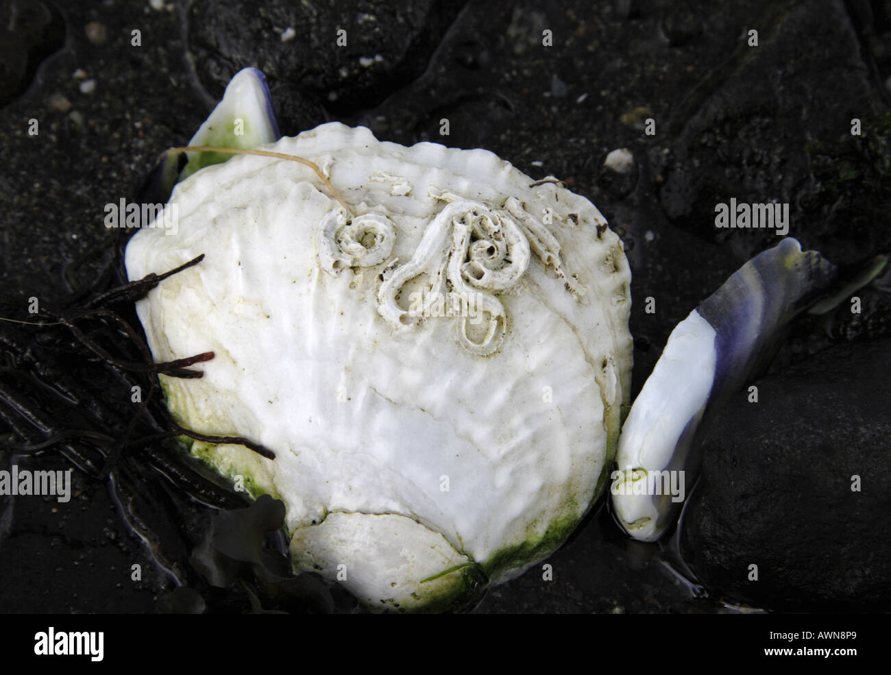 Barnacled hi-res stock photography and images - Alamy