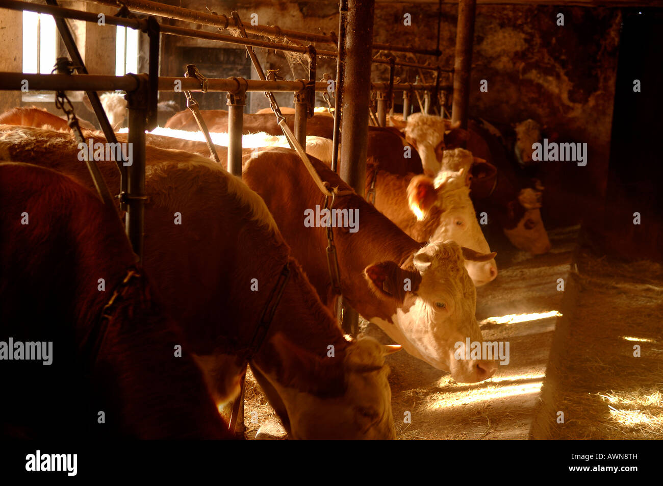 Empty cattle sheds hi-res stock photography and images - Alamy
