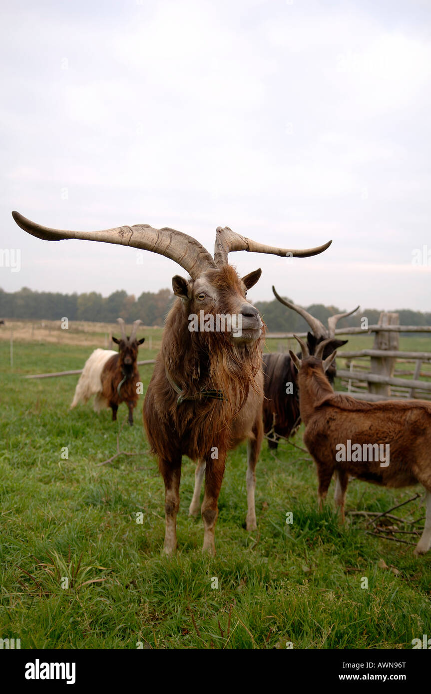 Billy goat, Thuringian Forest Goat with large horns standing on a ...