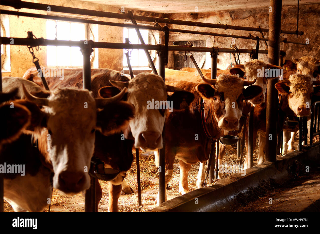 Tethered cows hi-res stock photography and images - Alamy