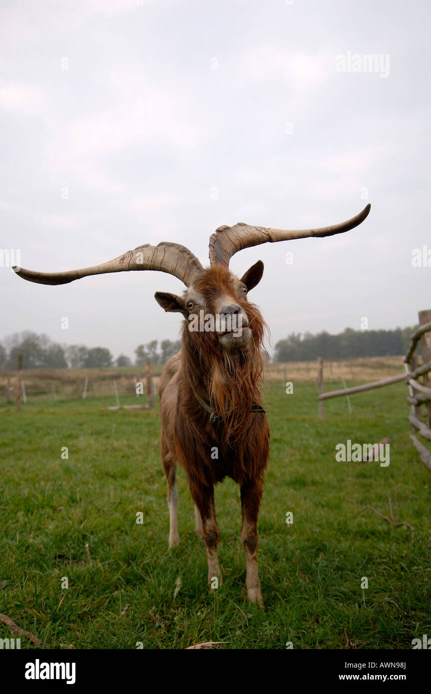 Billy goat, Thuringian Forest Goat with large horns standing on a ...