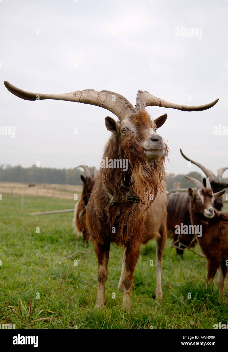 Large Horns High Resolution Stock Photography and Images - Alamy
