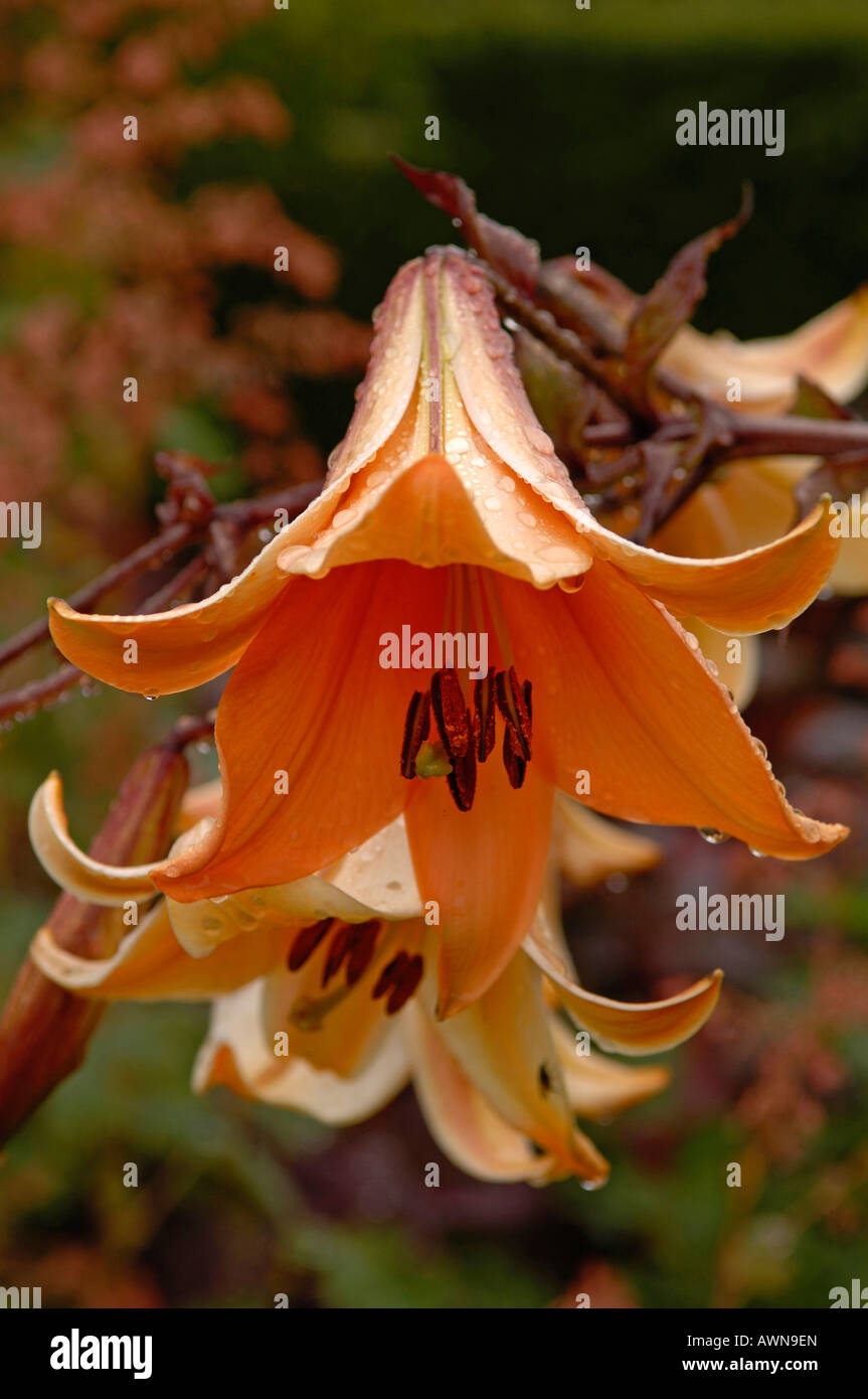 Trumpet-shaped Lily (Lilium) blossom covered in raindrops Stock Photo ...