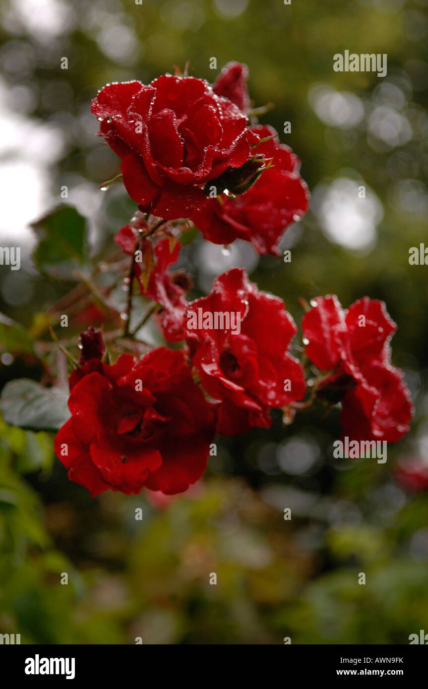 Red Rose (Rosa) blossoms covered in raindrops Stock Photo - Alamy