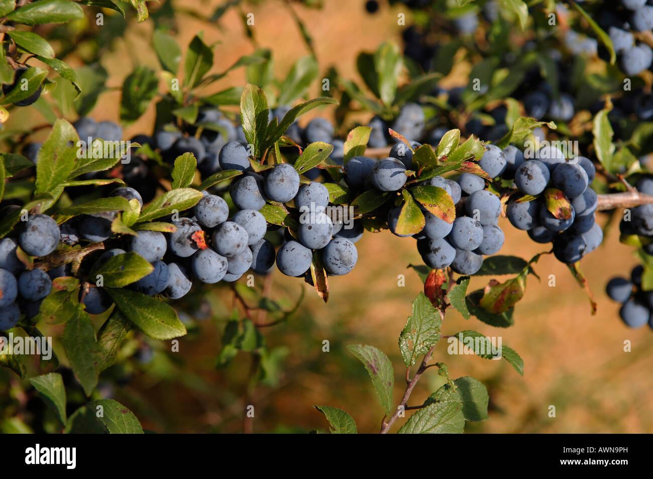 Blackthorn or Sloe (Prunus spinosa) shrub with berries Stock Photo - Alamy