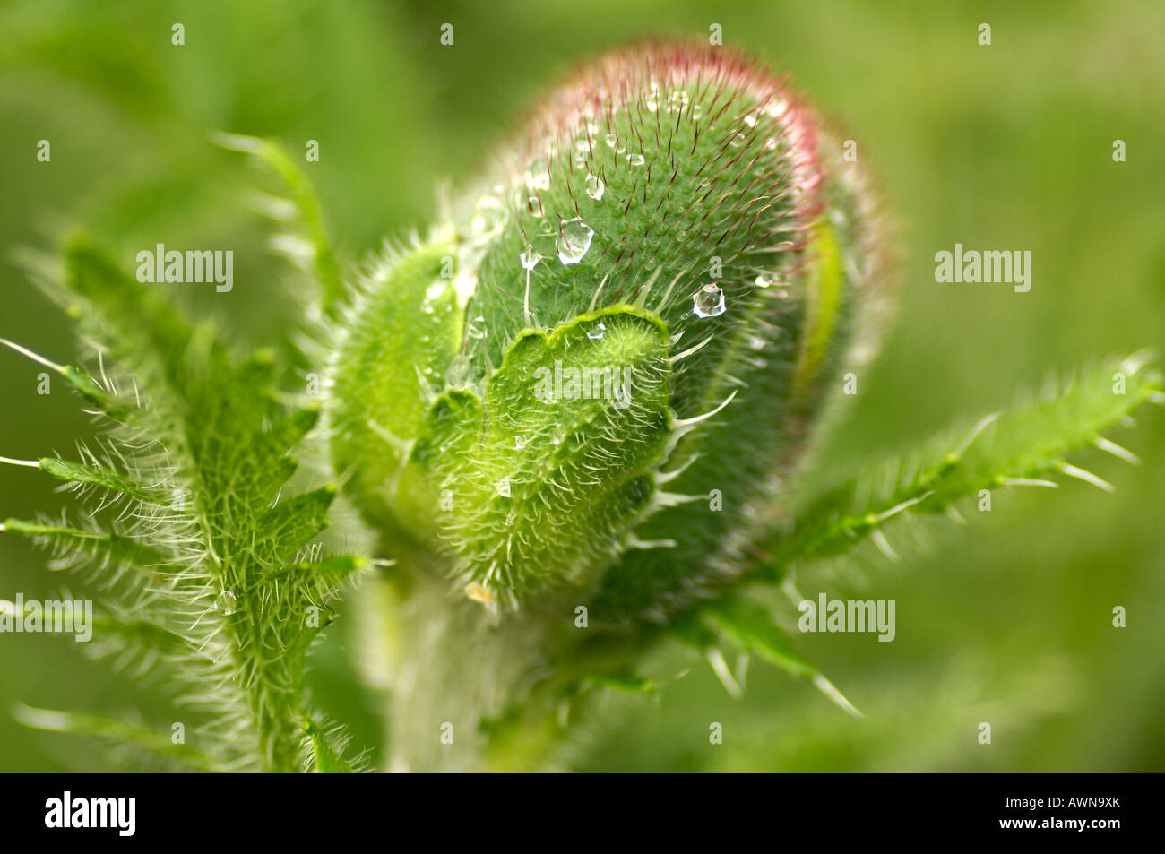 Poppy (Papaver) bud covered in dewdrops, water droplets Stock Photo - Alamy