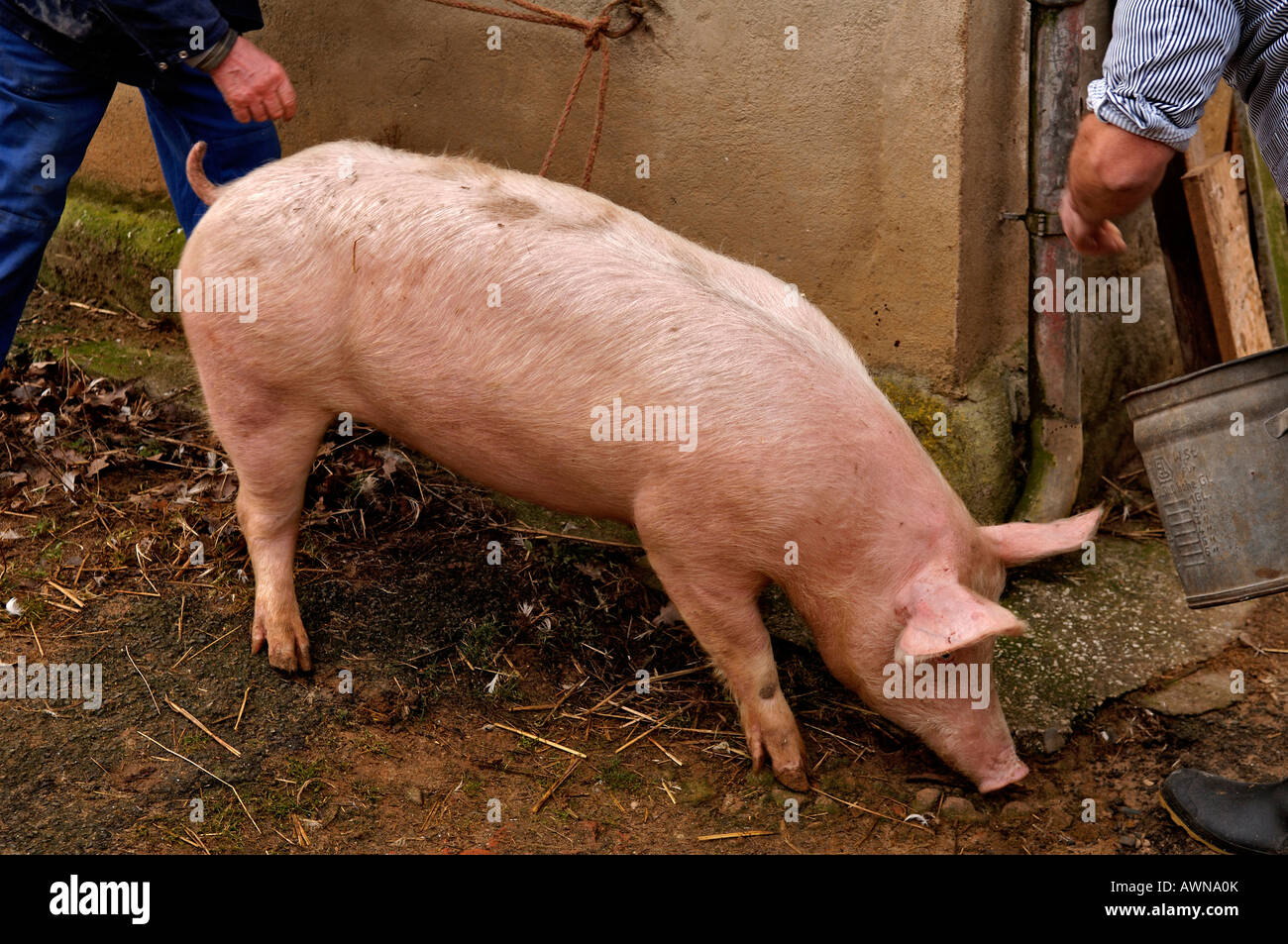 Home alive hi-res stock photography and images - Alamy