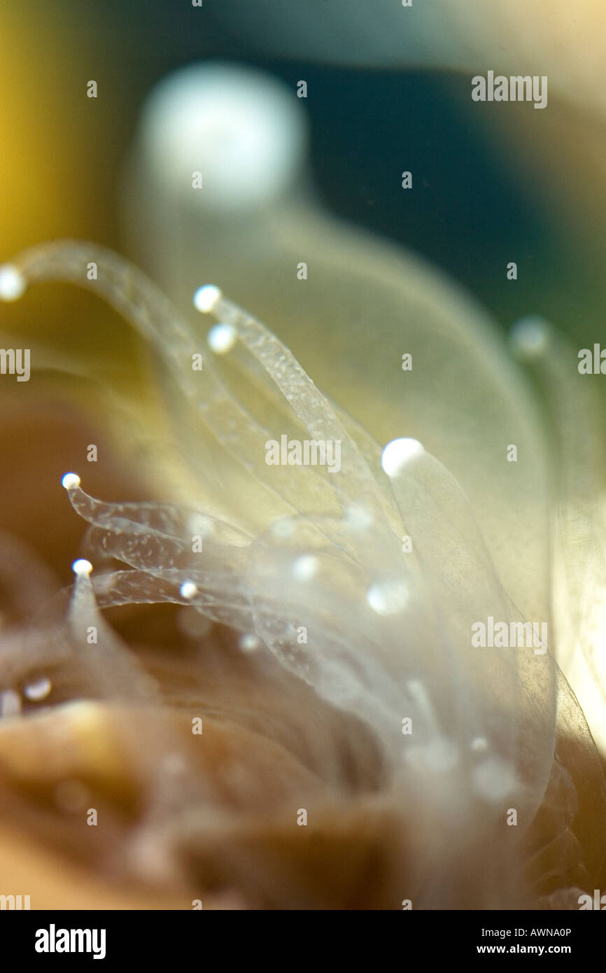 Anthozoan hi-res stock photography and images - Alamy