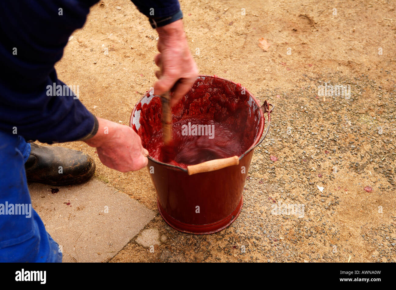 Home butchering pigs blood stirred hi-res stock photography and images ...