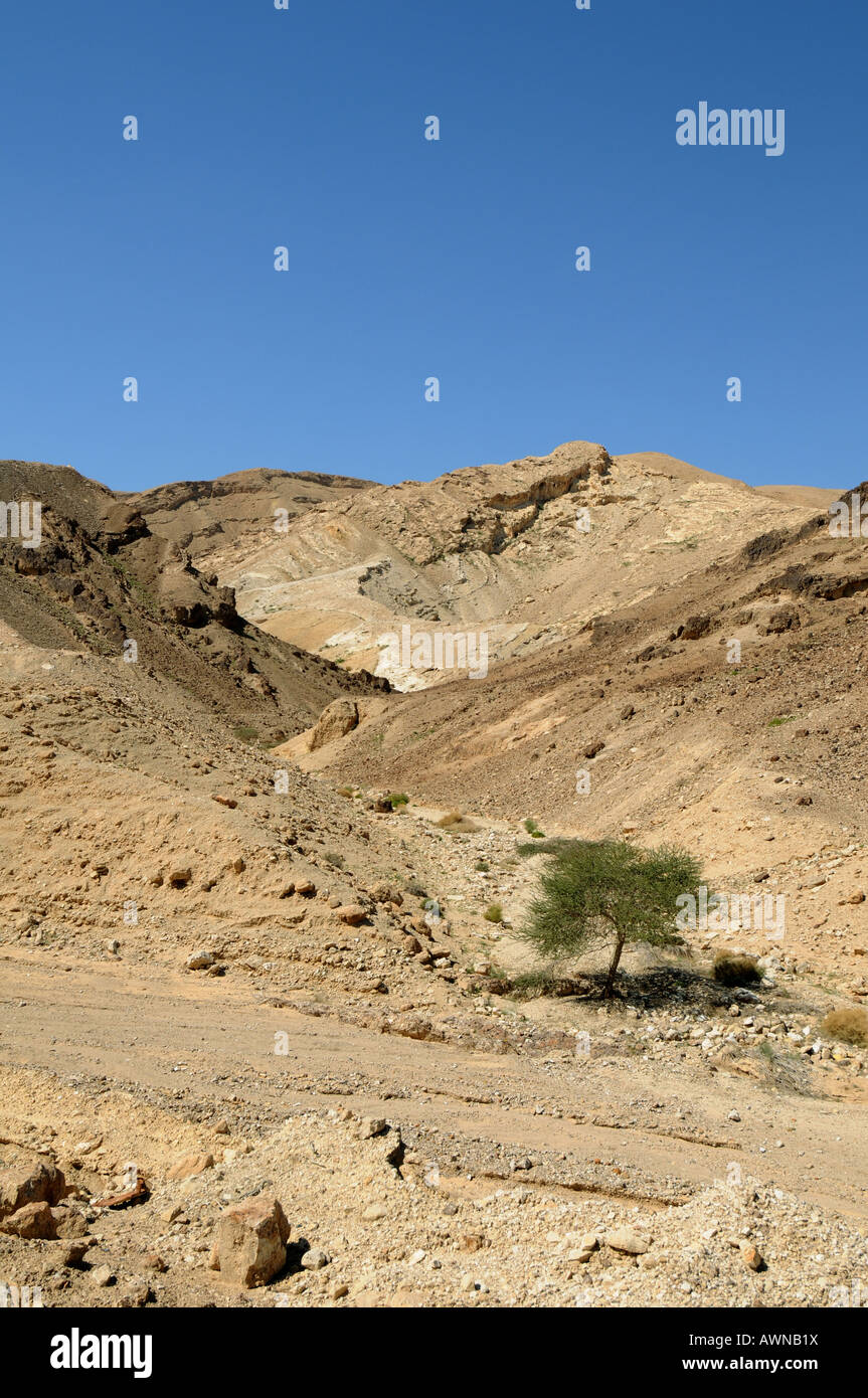 wadi in the negev desert with acacia tree Stock Photo - Alamy