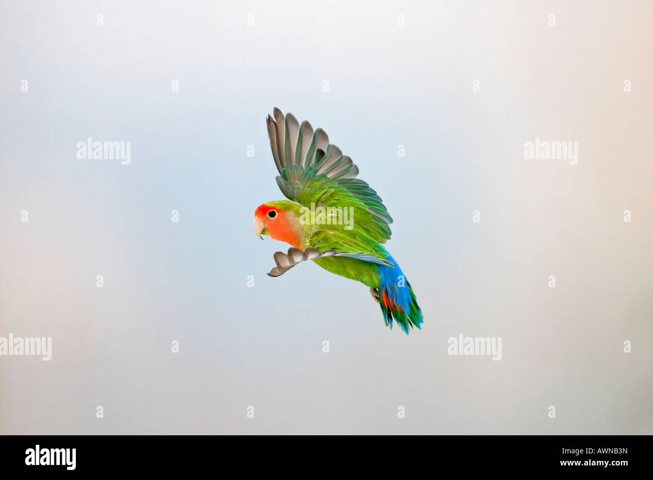 Peach faced lovebird in flight side view Stock Photo - Alamy