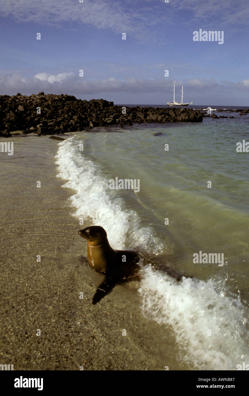 Santa Fe Island Galapagos Ecuador Stock Photo - Alamy