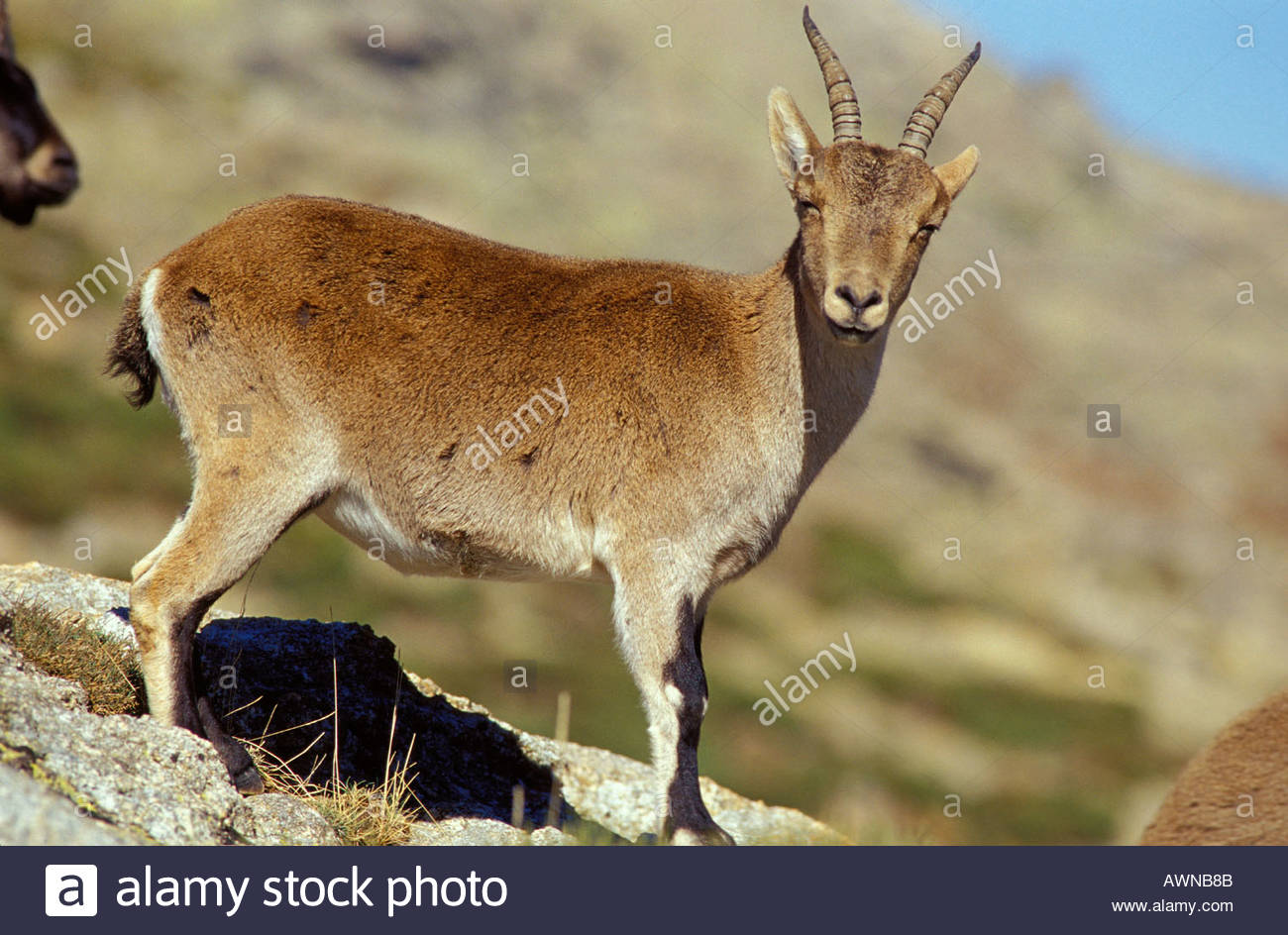 Cabra Montes Spanish Ibex Capra pyrenaica victoriae Stock Photo ...