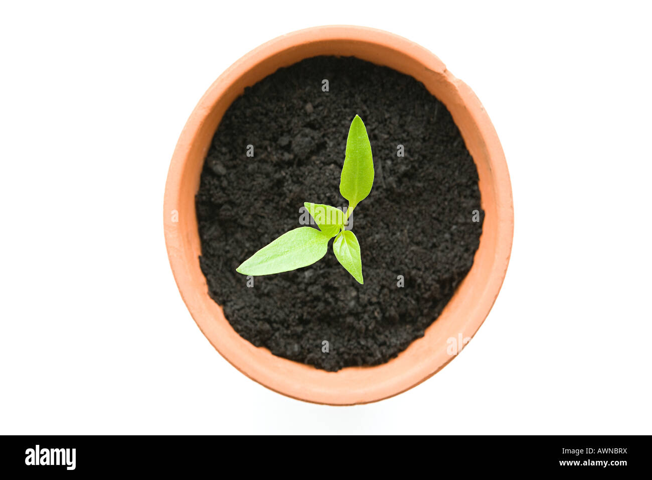 Seedling in a pot Stock Photo - Alamy