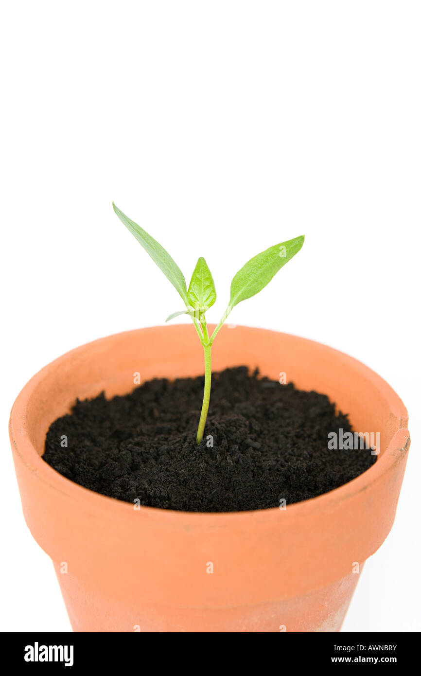 Seedling in a pot Stock Photo - Alamy