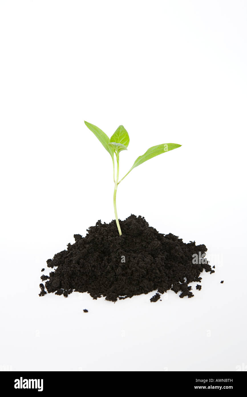 Seedling in soil Stock Photo - Alamy