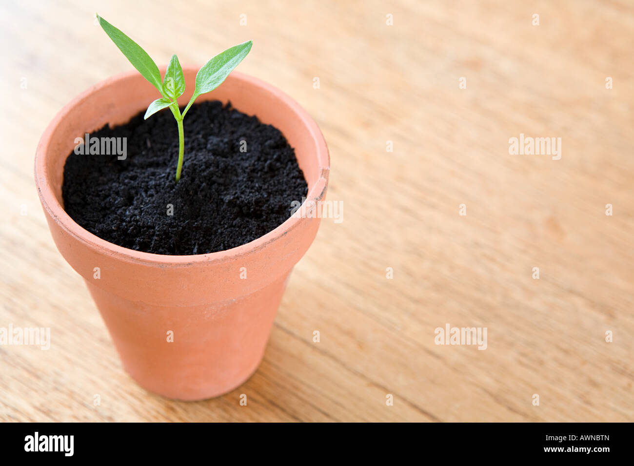 Seedling in a pot Stock Photo - Alamy