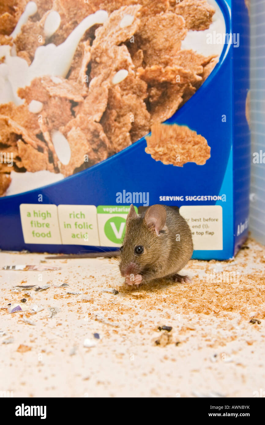 Cereal pest hi-res stock photography and images - Alamy