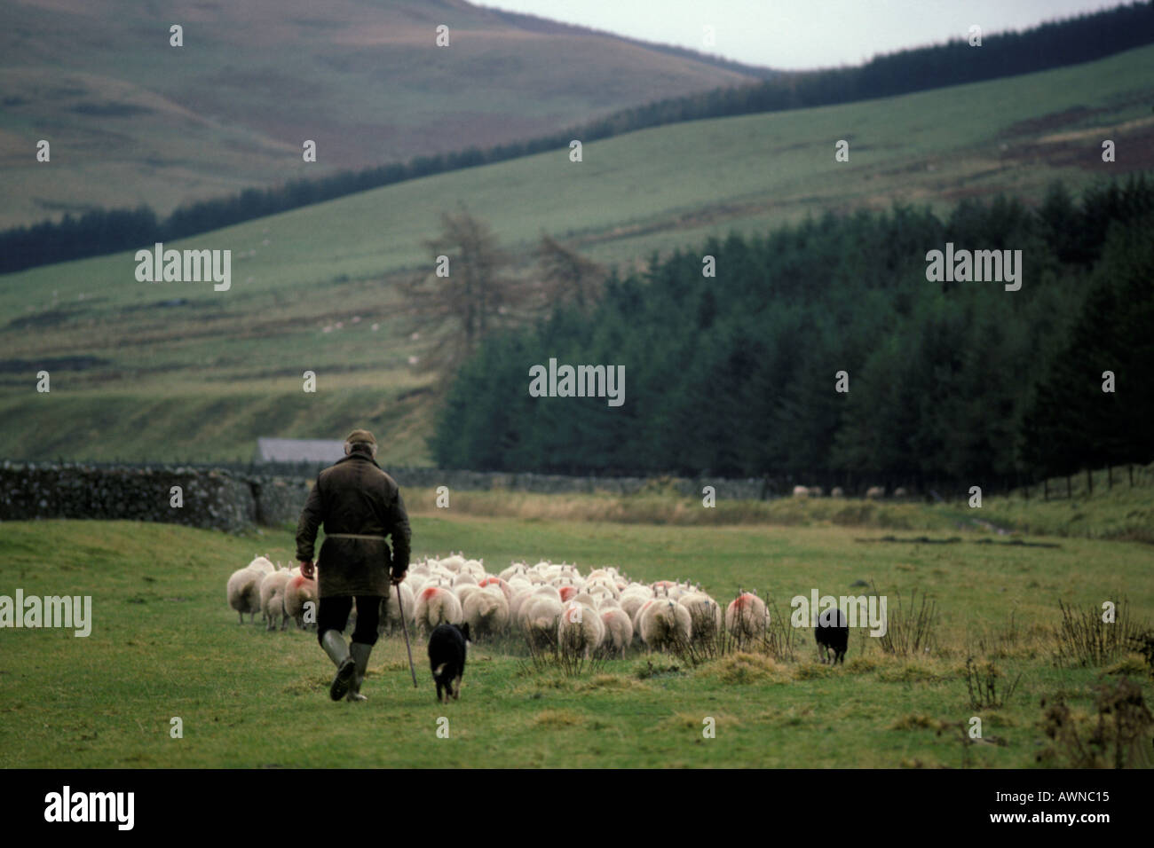 Shepherd with sheep flock hi-res stock photography and images - Alamy